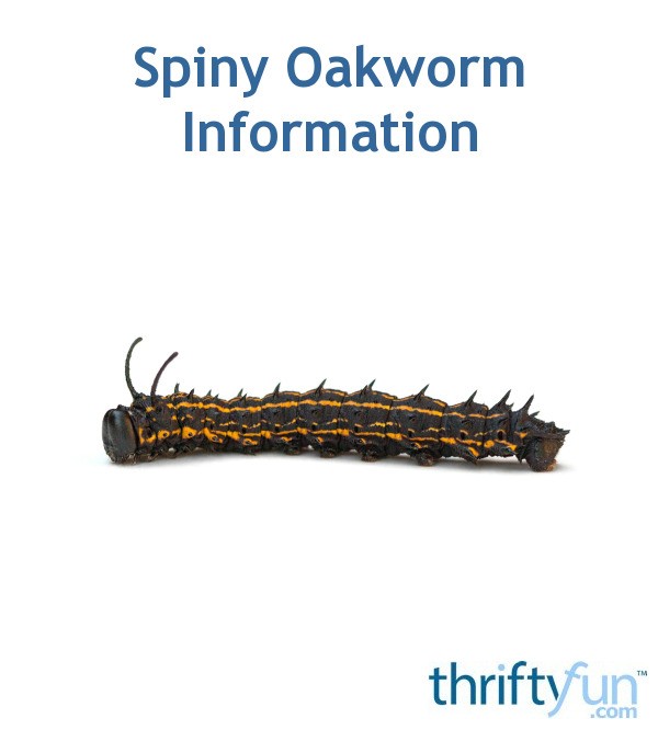 Spiny Oakworm Moth Information? | ThriftyFun