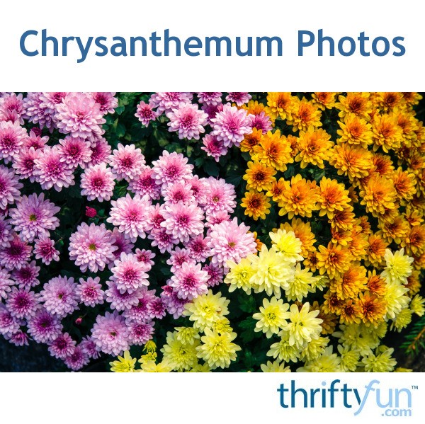 Chrysanthemum Photos | ThriftyFun