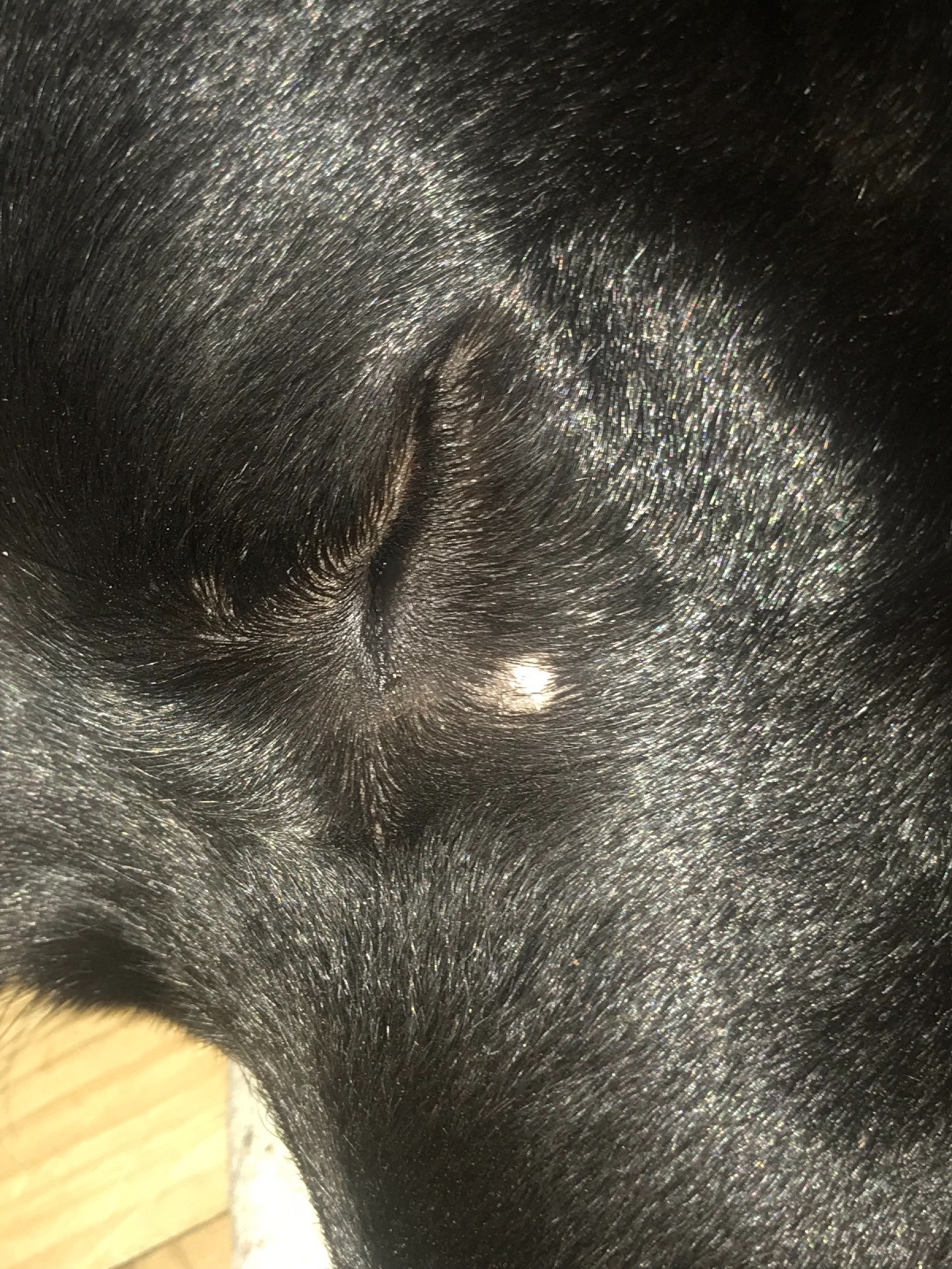 Remedies For A Dog With Bald Spots ThriftyFun Remedies For A Dog With Bald Spots ThriftyFun
