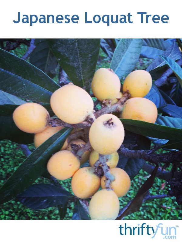 Japanese Loquat Tree | ThriftyFun