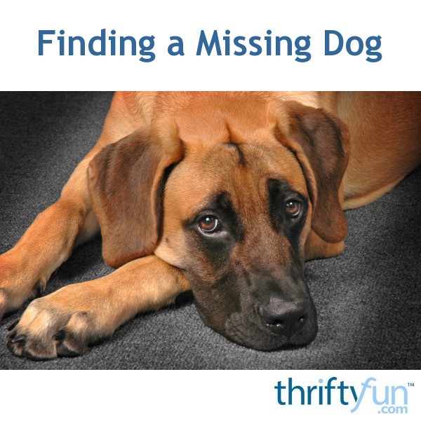 Finding a Missing Dog? | ThriftyFun