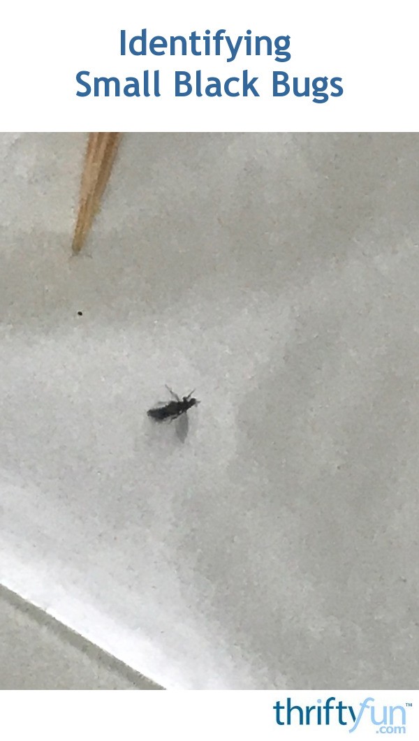 Identifying Small Black Bugs? | ThriftyFun