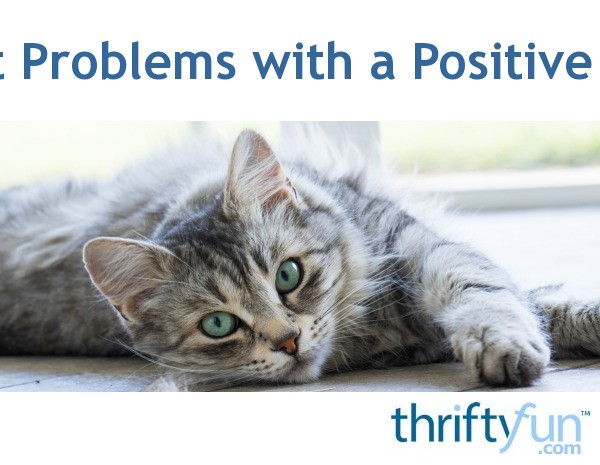 Solve Cat Problems with a Positive Attitude! | ThriftyFun