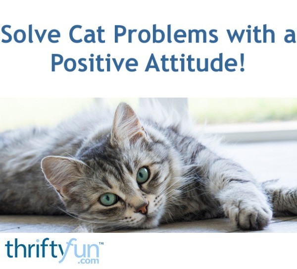 Solve Cat Problems with a Positive Attitude! | ThriftyFun
