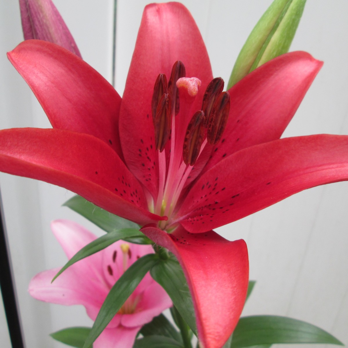 I Love Lilies | ThriftyFun