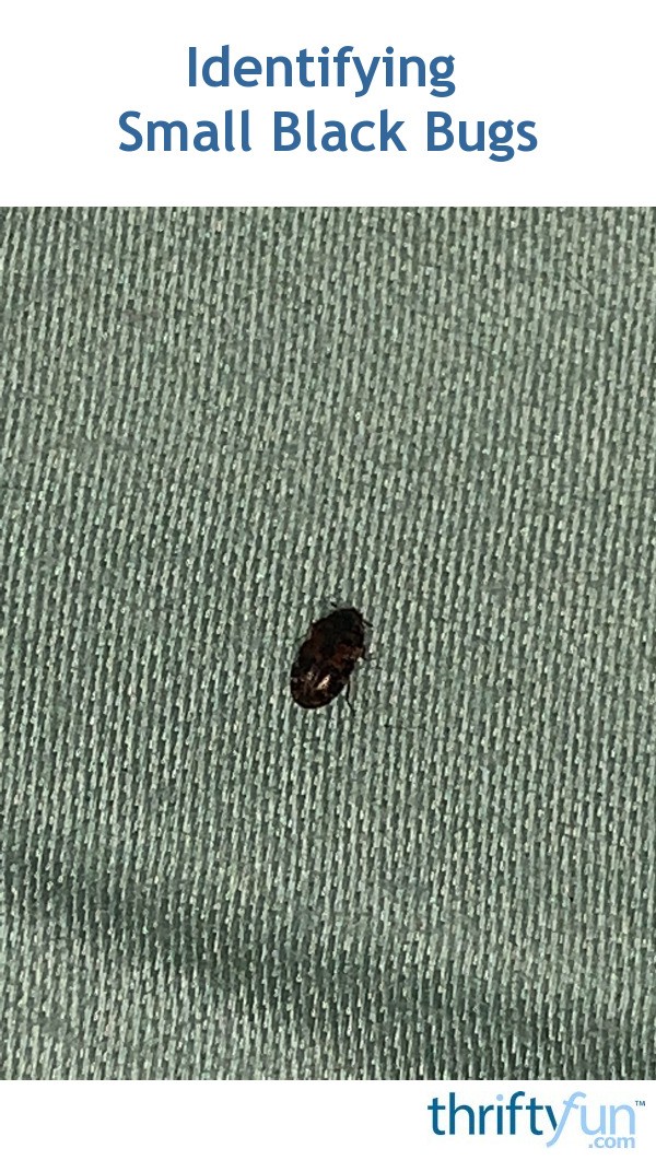 Identifying Small Black Bugs? | ThriftyFun