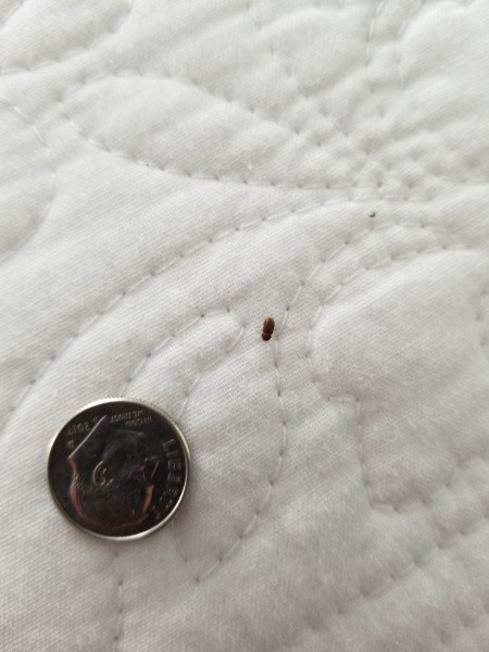 Identifying Small Brown Bugs | ThriftyFun