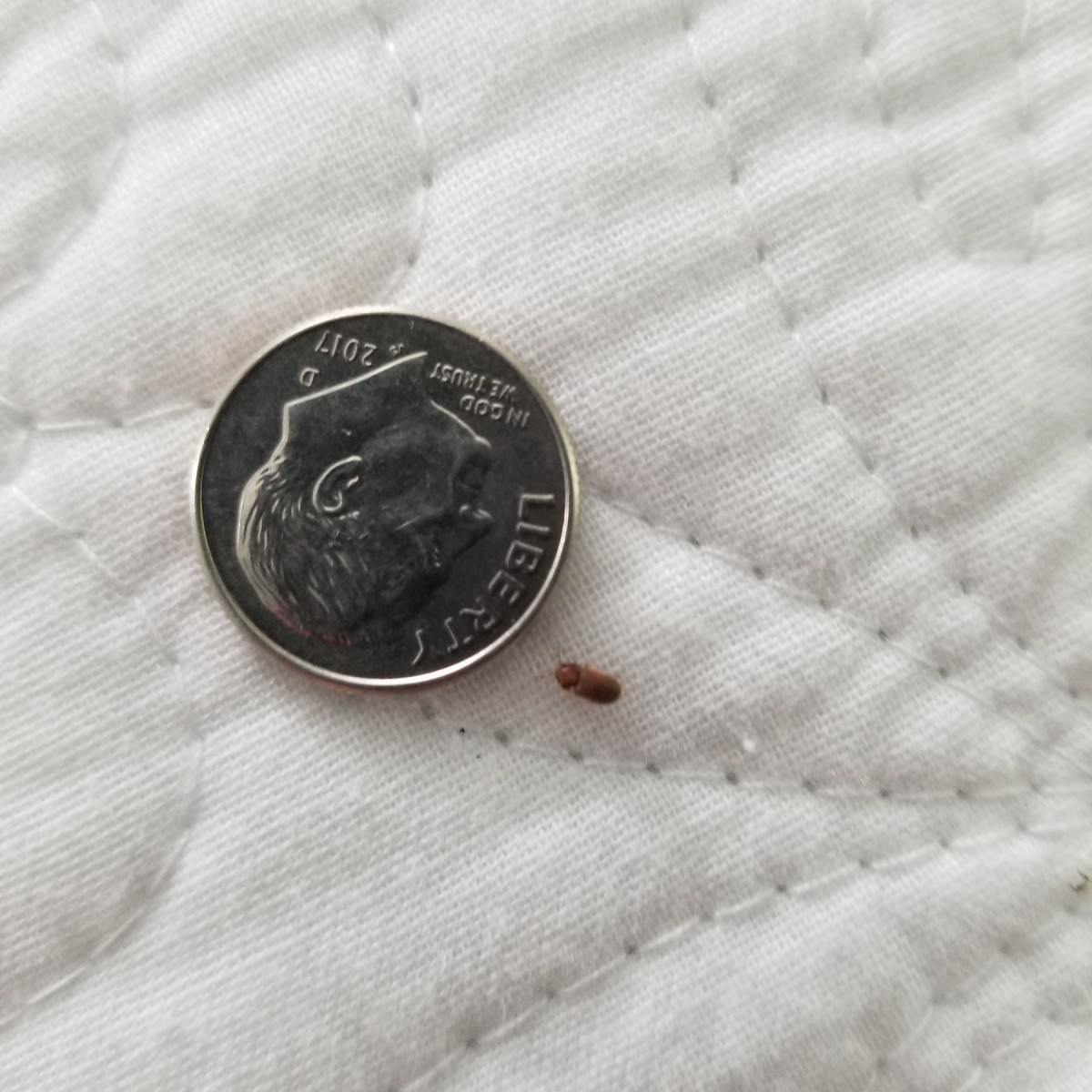 Identifying Small Brown Bugs? | ThriftyFun