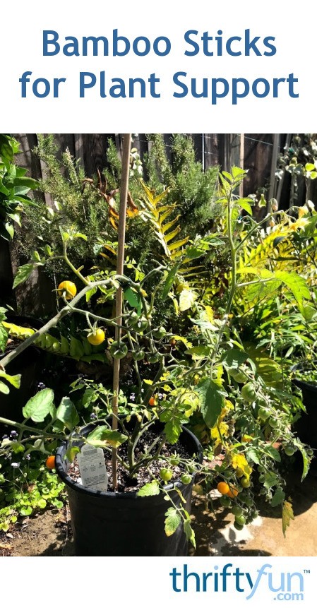 Bamboo Sticks for Plant Support | ThriftyFun