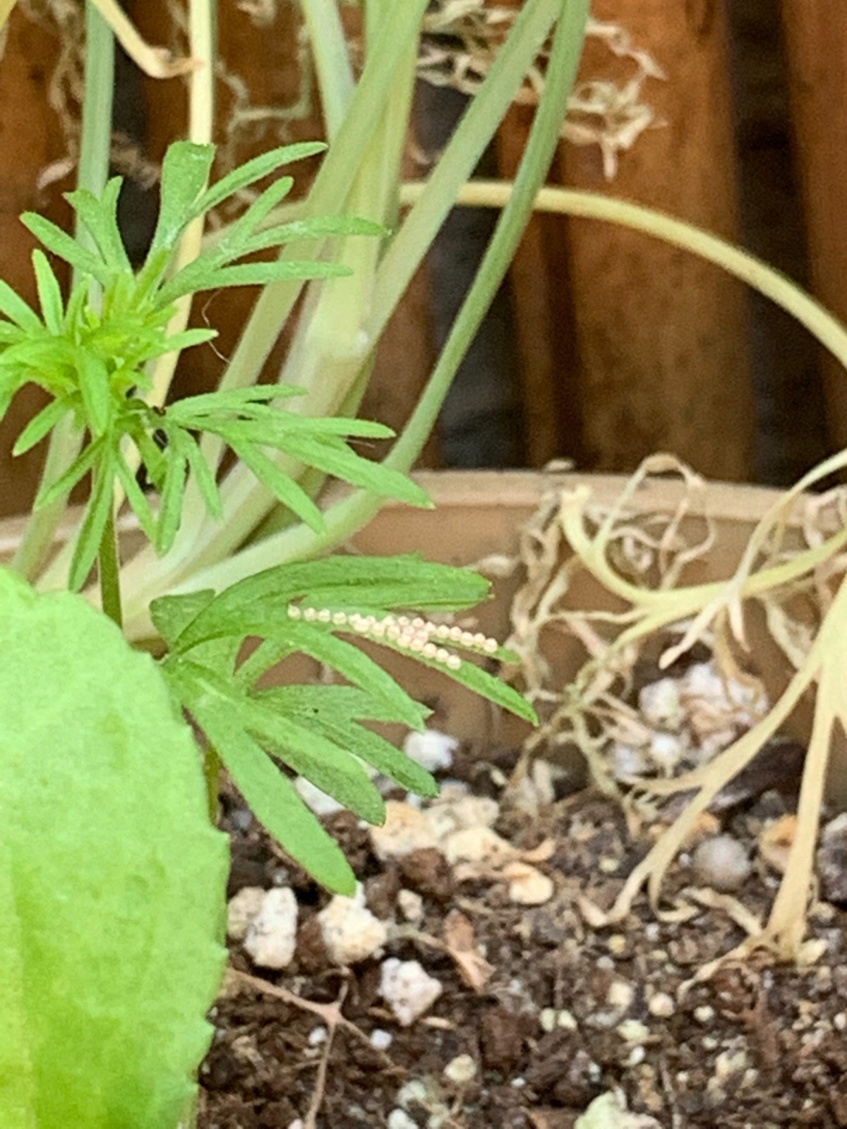 Identifying Insect Eggs | ThriftyFun