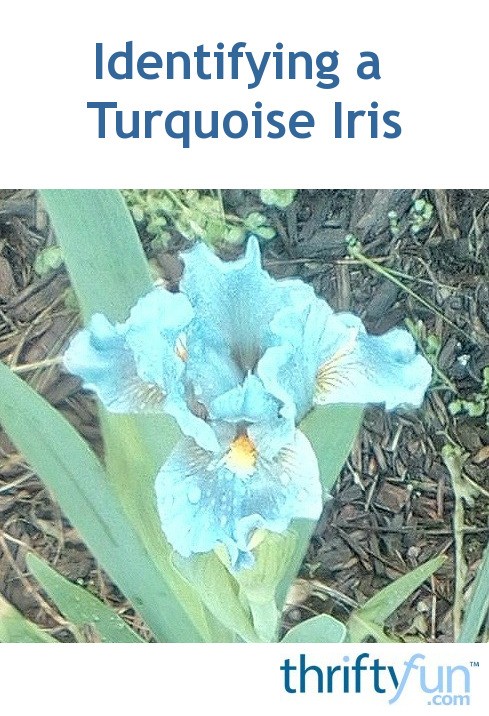 Identifying a Turquoise Iris? | ThriftyFun