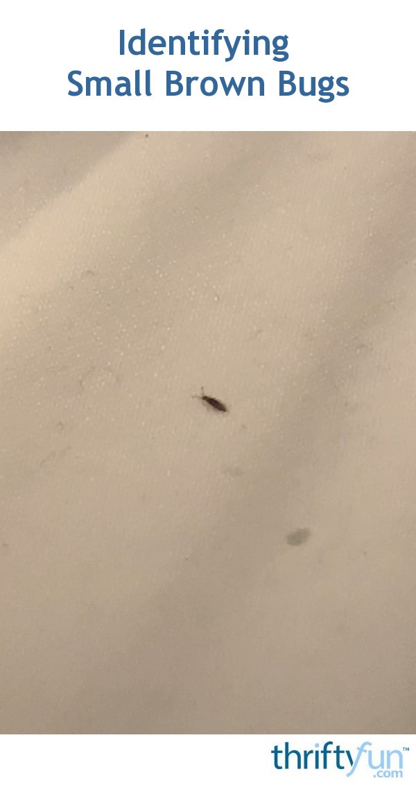 Identifying Small Brown Bugs? | ThriftyFun