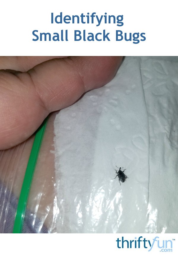 Identifying Small Black Bugs? | ThriftyFun