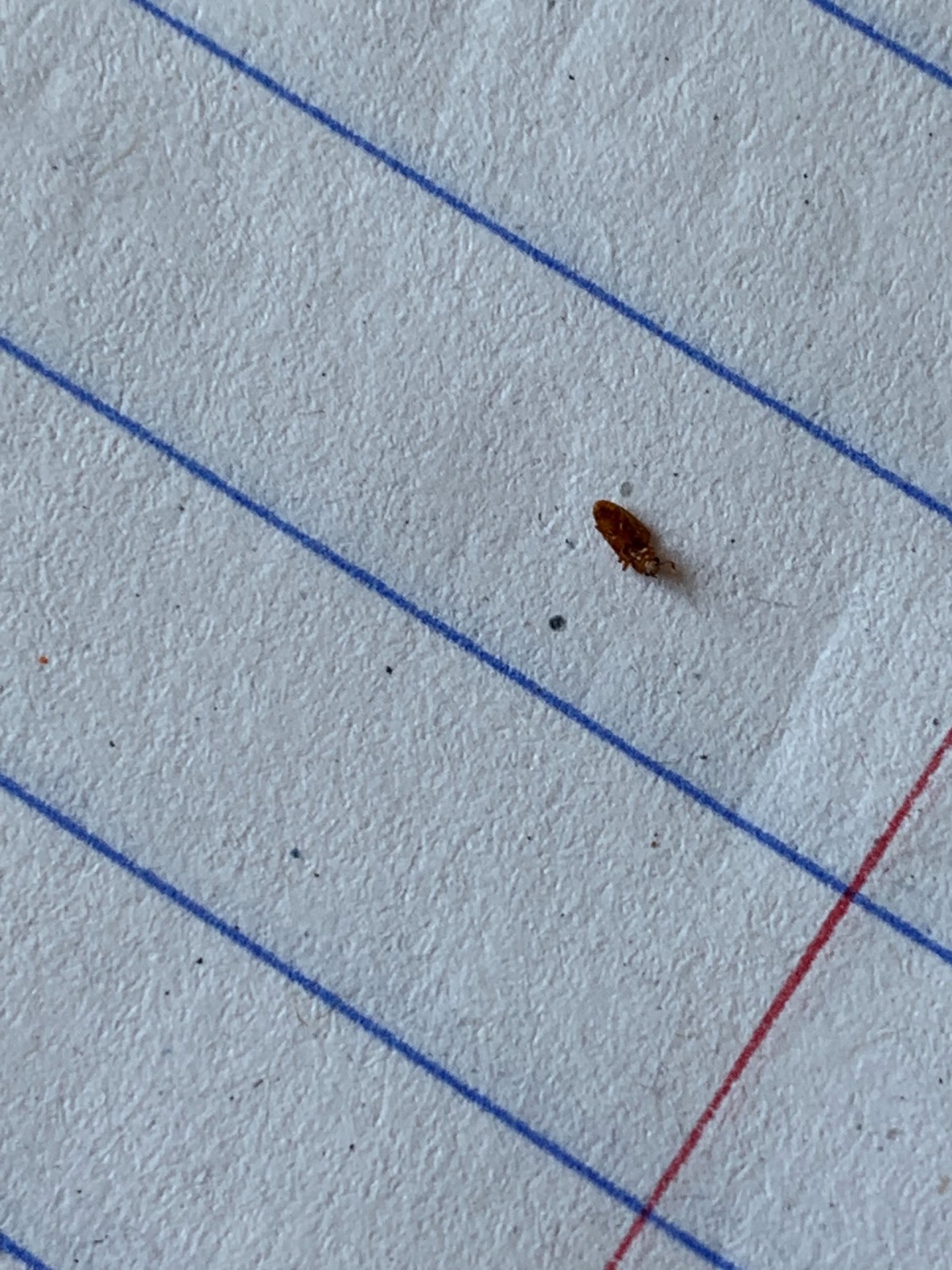 Identifying a Tiny Brown Bug? | ThriftyFun