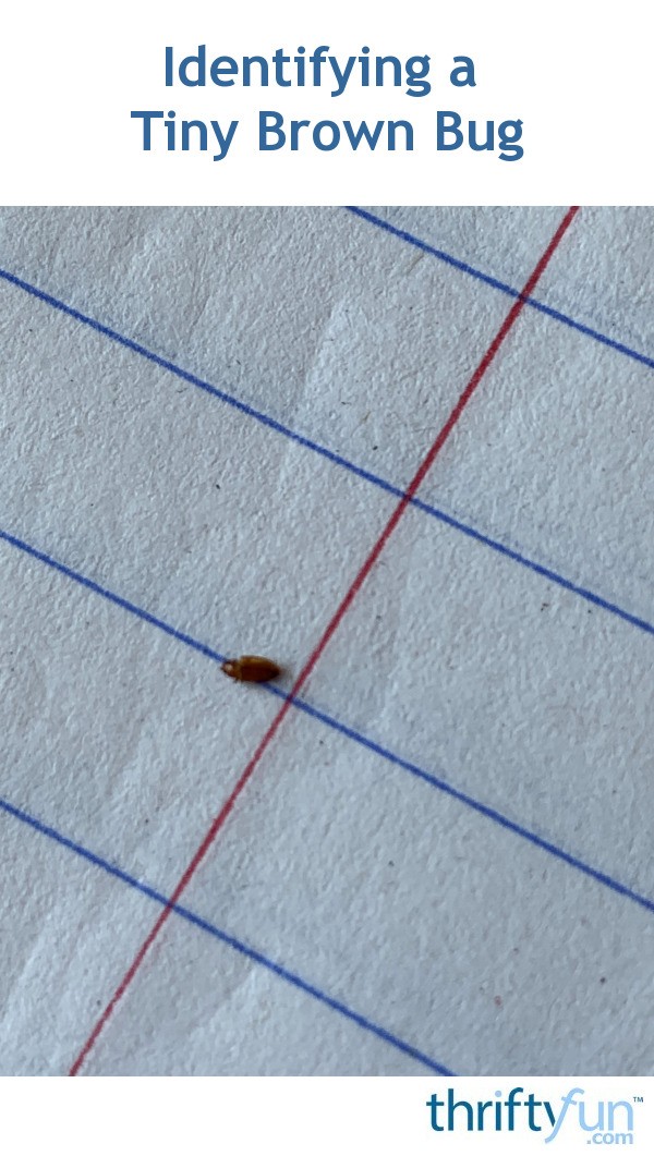 Identifying a Tiny Brown Bug? | ThriftyFun