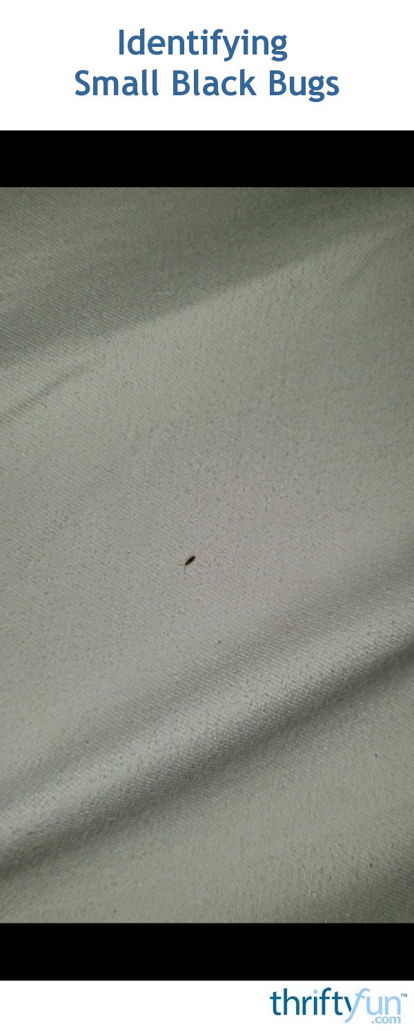 Identifying Small Black Bugs? | ThriftyFun