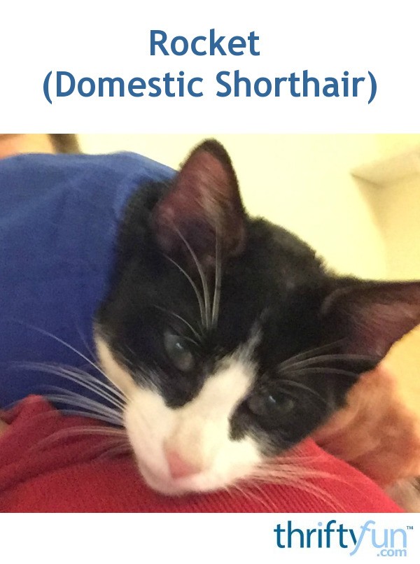 Rocket (Domestic Shorthair) | ThriftyFun