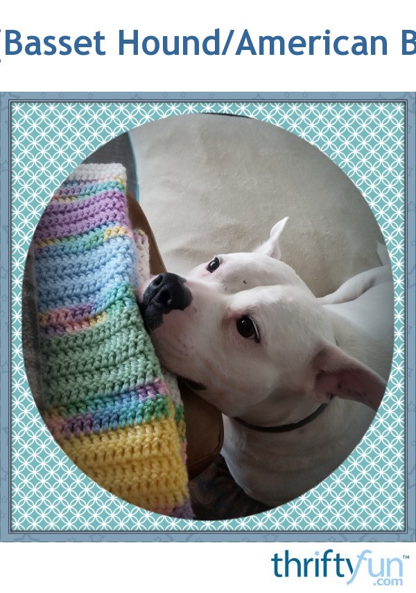 Hardy (Basset Hound/American Bulldog) | ThriftyFun