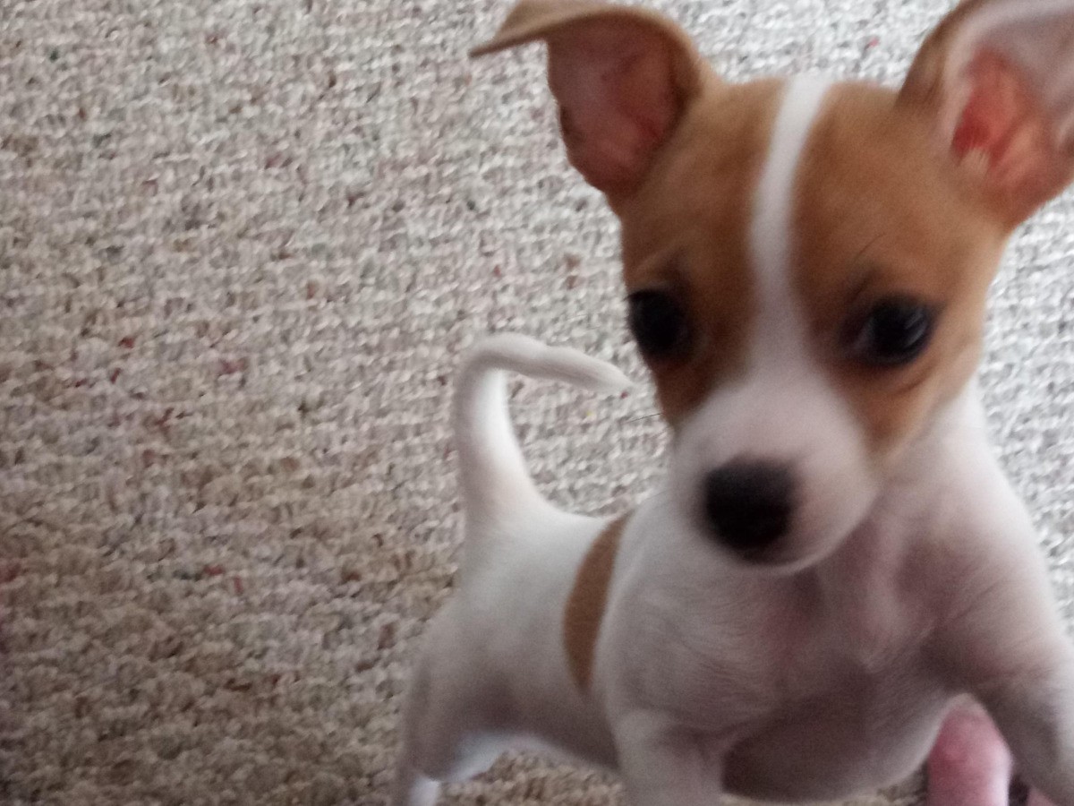 Is My Dog a Full Blooded Chihuahua? | ThriftyFun