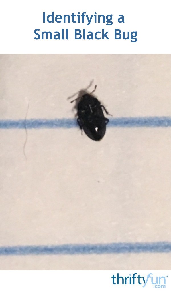 Identifying a Small Black Bug? | ThriftyFun