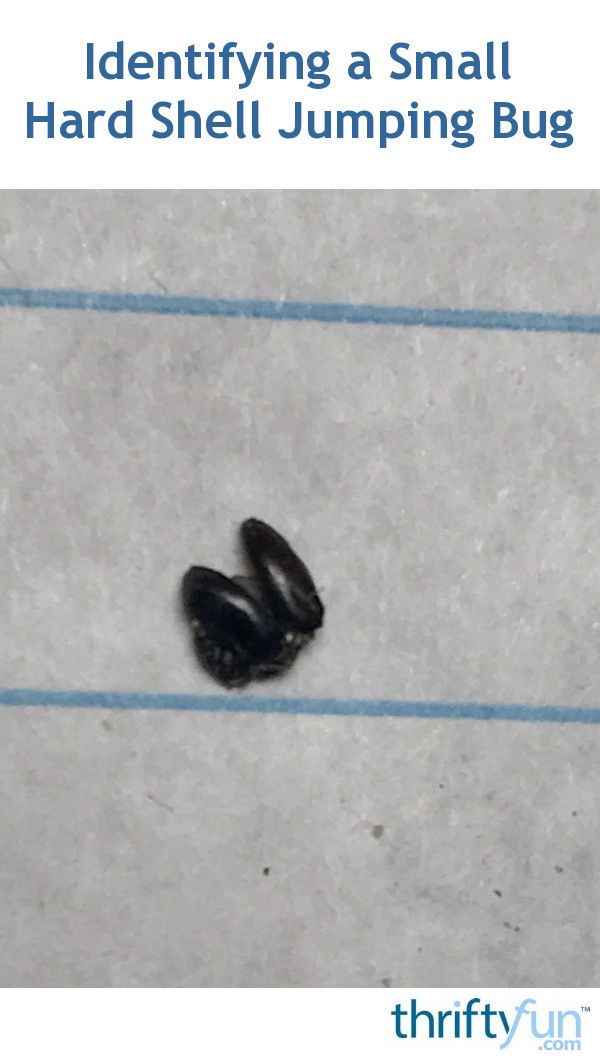 Identifying a Small Hard Shell Jumping Bug? | ThriftyFun
