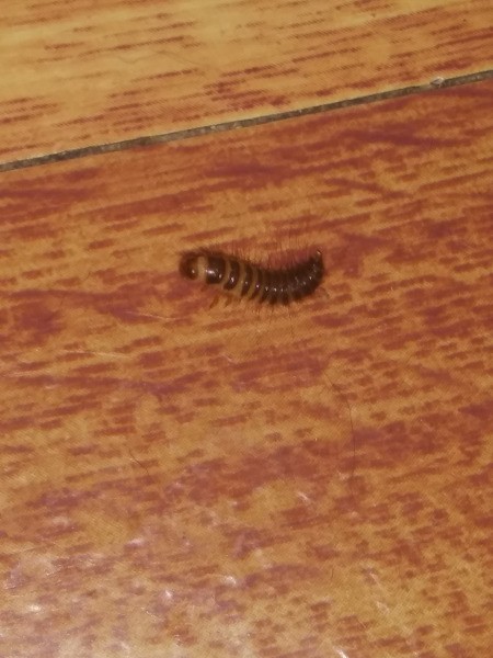 Identifying Household Bugs | ThriftyFun