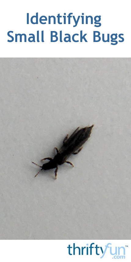 Identifying Small Black Bugs? | ThriftyFun