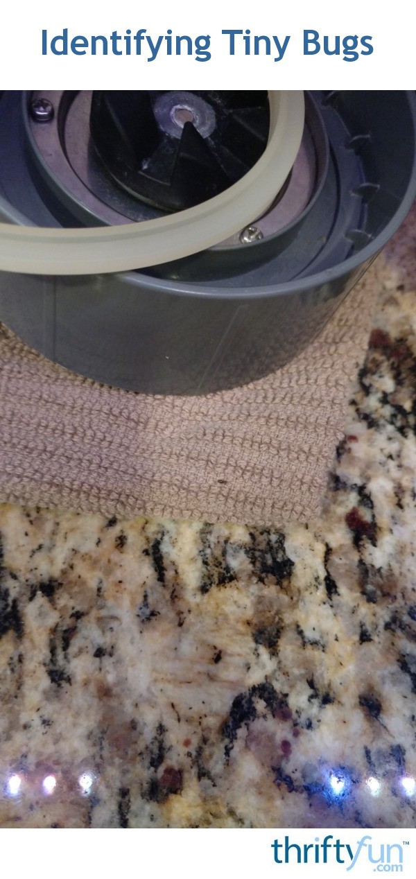 Identifying Tiny Bugs? | ThriftyFun