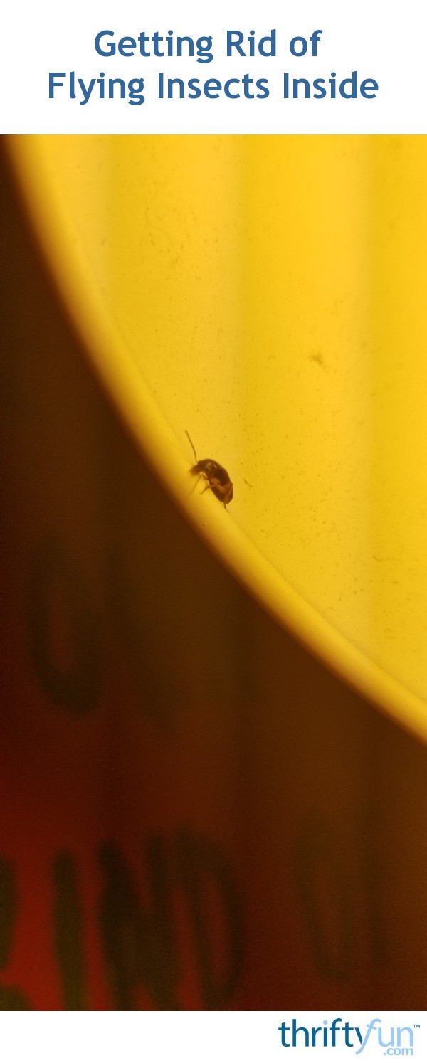 Getting Rid of Flying Insects Inside? | ThriftyFun