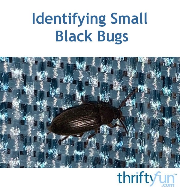 Identifying Small Black Bugs? | ThriftyFun