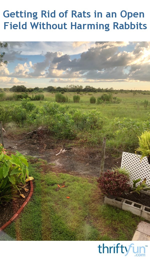 Getting Rid of Rats in an Open Field Without Harming Rabbits? | ThriftyFun