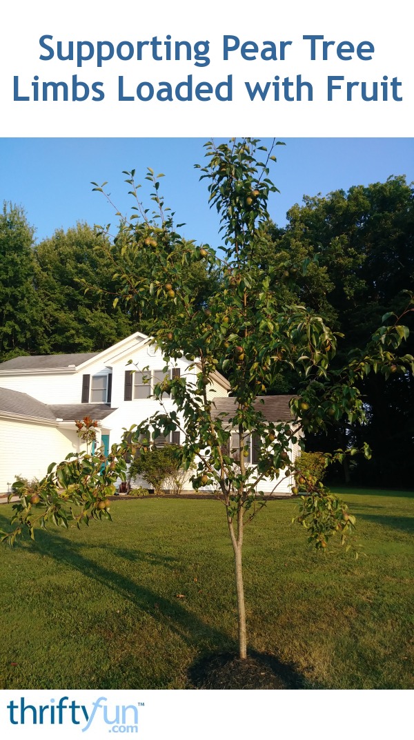Supporting Pear Tree Limbs Loaded with Fruit? | ThriftyFun