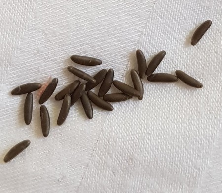 Identifying Insect Eggs | ThriftyFun