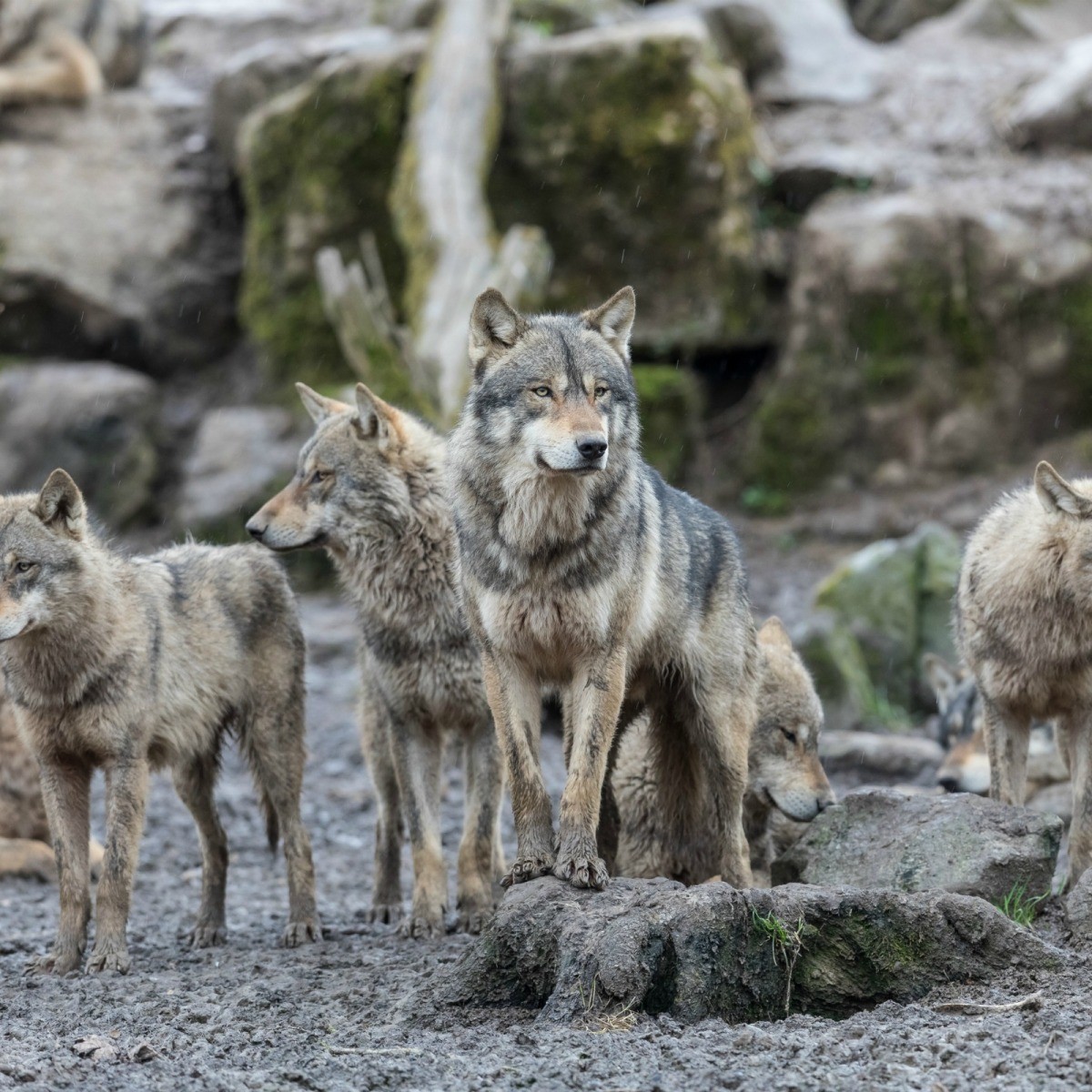 Wolf Photos and Information | ThriftyFun