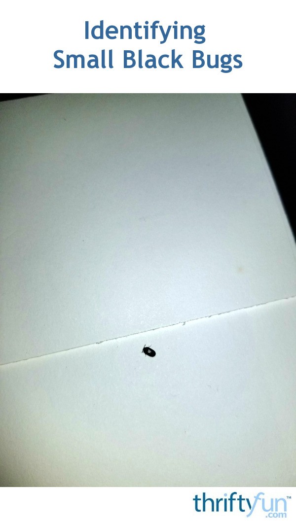 Identifying Small Black Bugs? | ThriftyFun