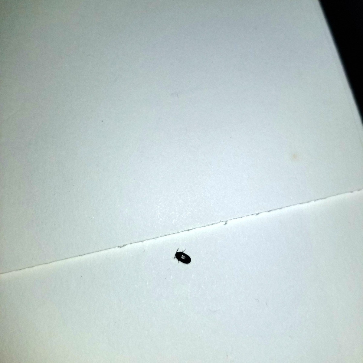 Identifying Small Black Bugs? | ThriftyFun