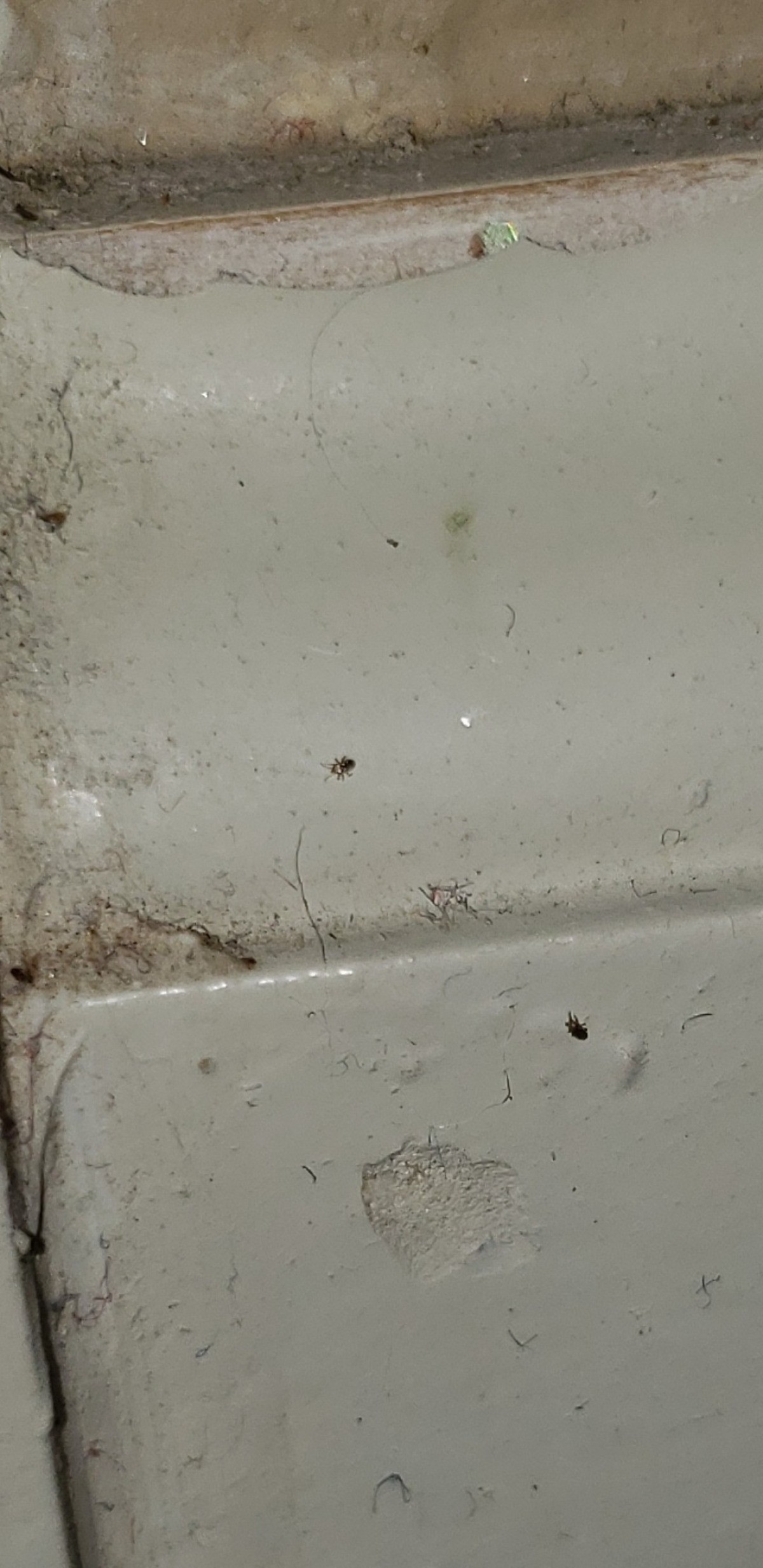 Identifying Extremely Small Insects? | ThriftyFun