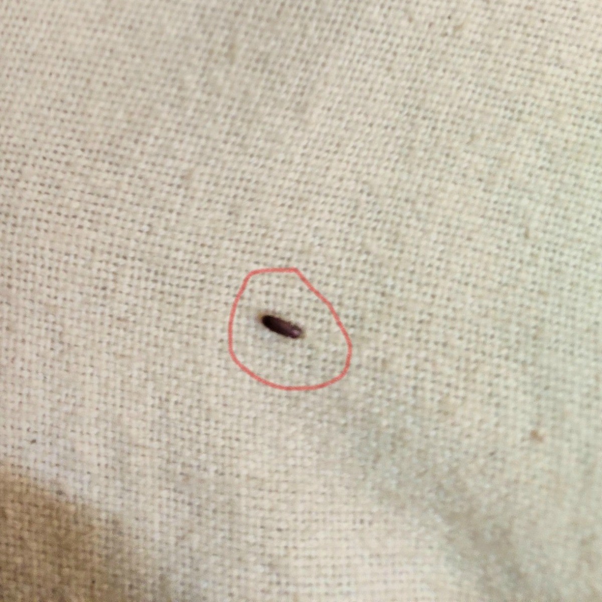 Identifying a Dark Red Flying Biting Bug? | ThriftyFun