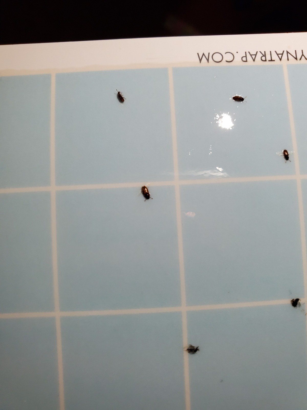 Identifying Small Brown Bugs? | ThriftyFun