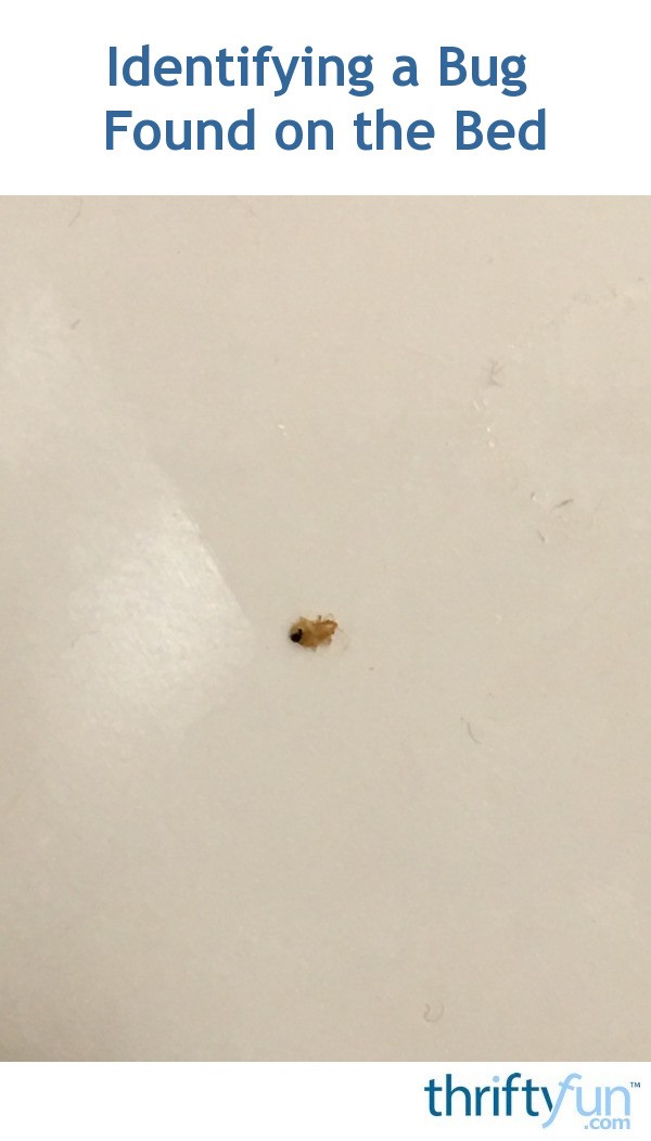 Identifying a Bug Found on the Bed? | ThriftyFun