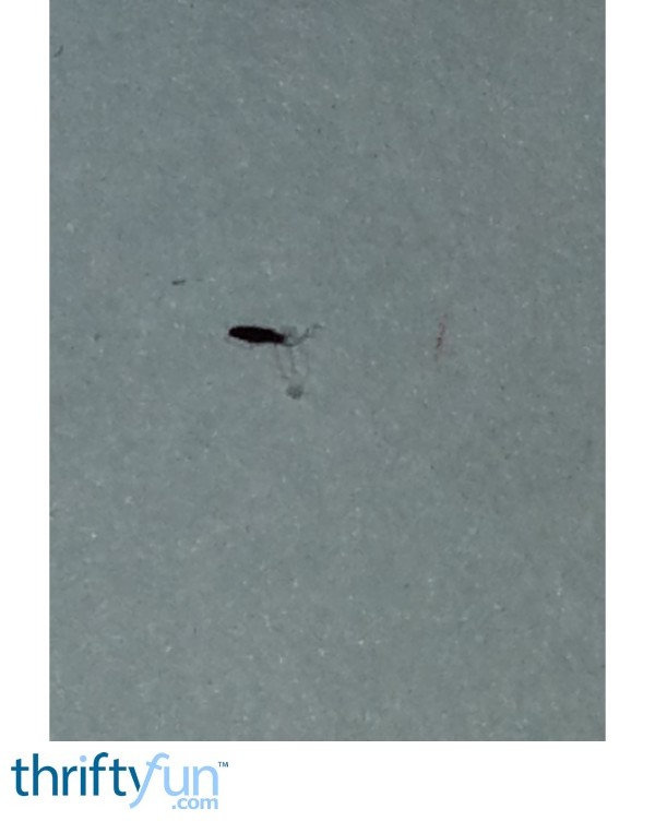 Identifying Small Black Bugs? | ThriftyFun