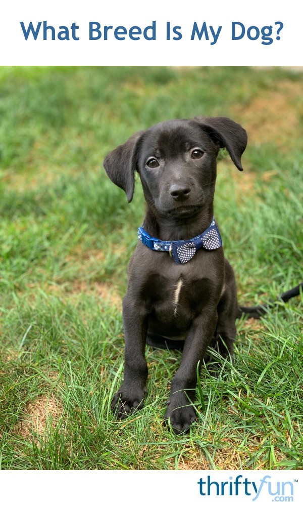 What Breed Is My Dog? | ThriftyFun