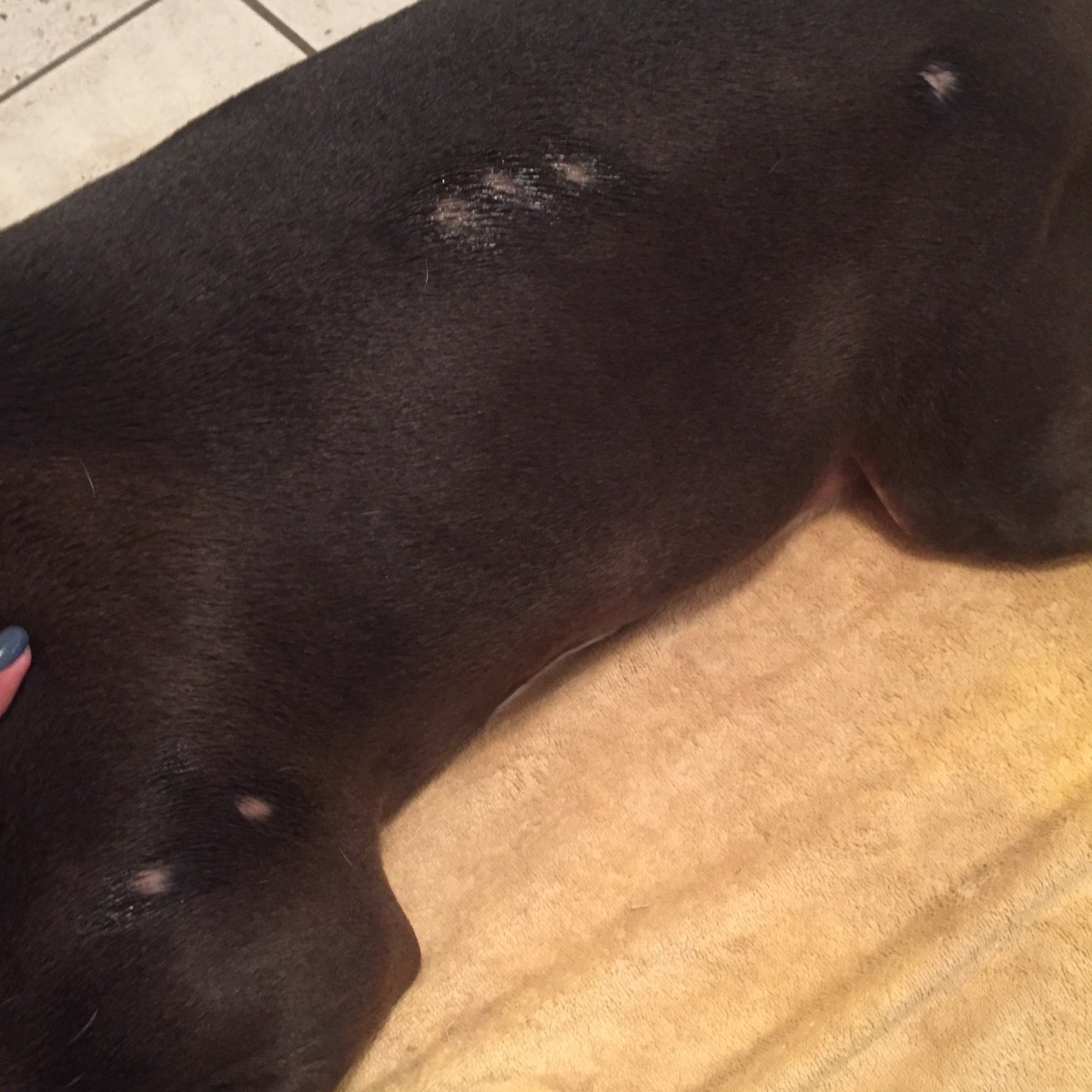 Remedies For A Dog With Bald Patches ThriftyFun