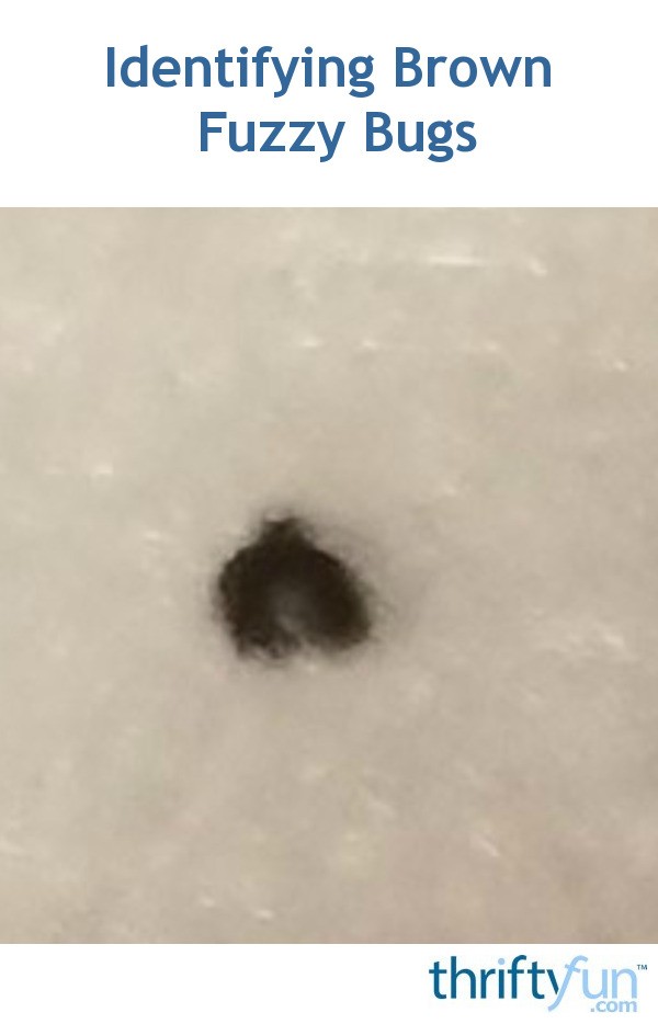 Identifying Brown Fuzzy Bugs? | ThriftyFun