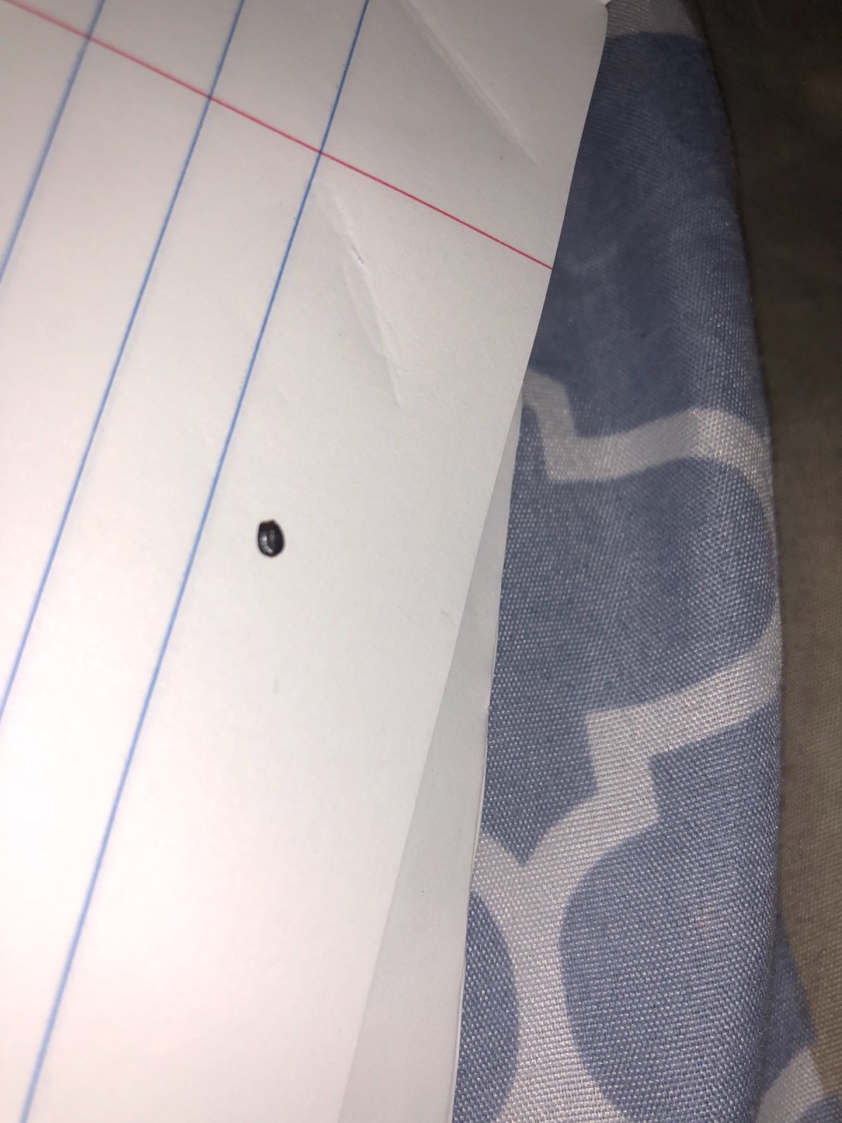 Identifying a Little Brown Flying Bug? | ThriftyFun Identifying a Little Brown Flying Bug? | ThriftyFun