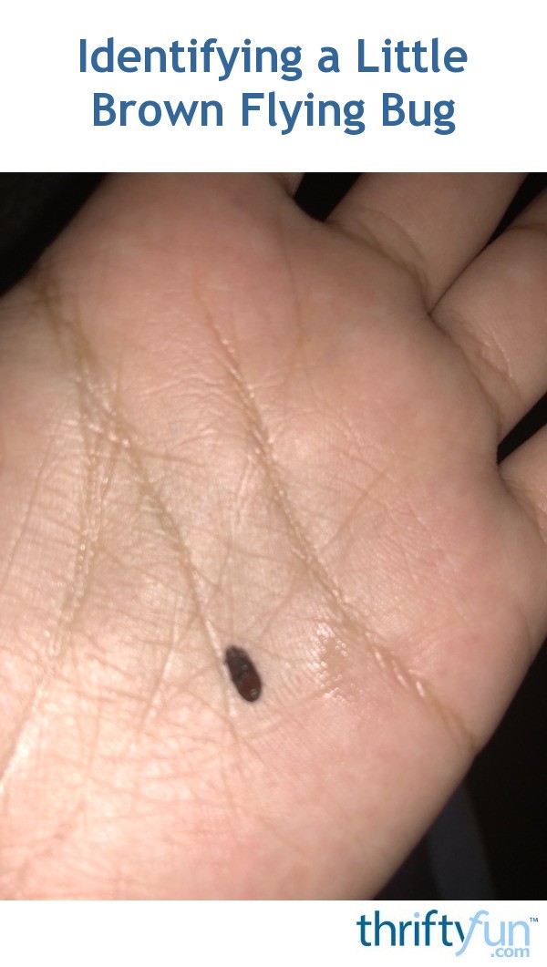Identifying a Little Brown Flying Bug? | ThriftyFun Identifying a Little Brown Flying Bug? | ThriftyFun