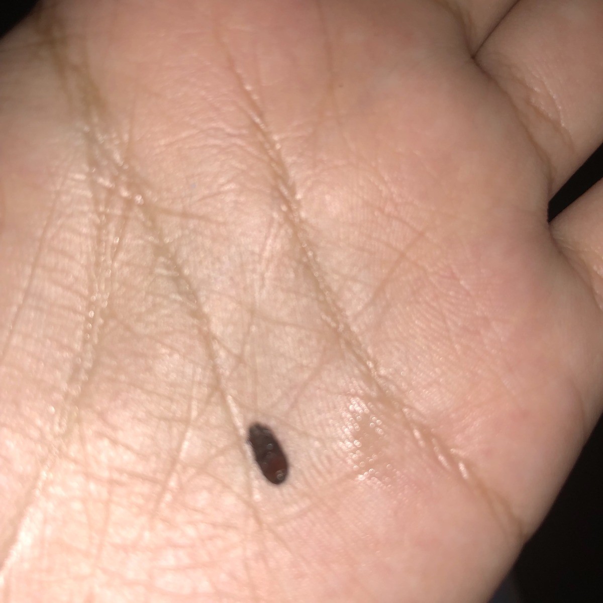 Identifying a Little Brown Flying Bug? | ThriftyFun