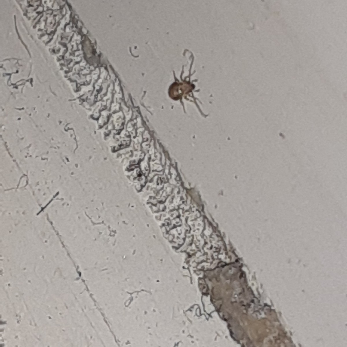 Identifying Small Brown Bugs? | ThriftyFun