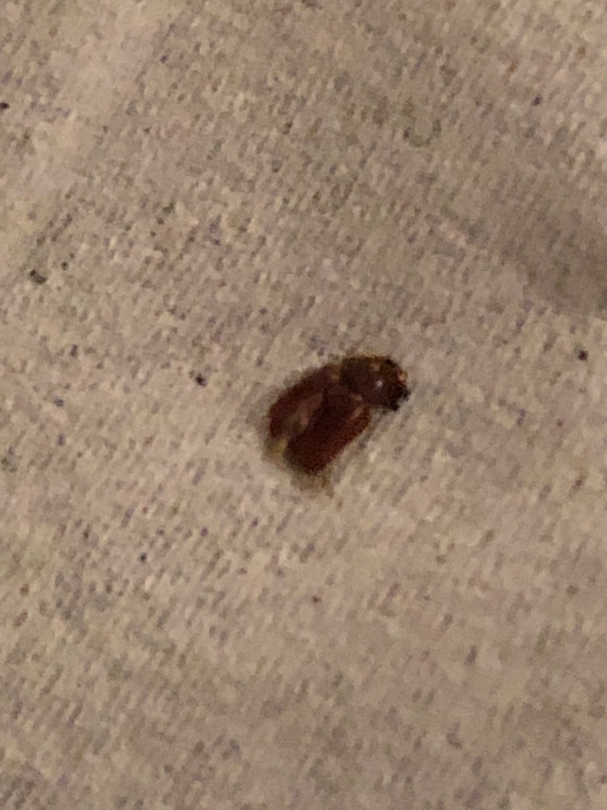 Identifying Small Brown Bugs? | ThriftyFun