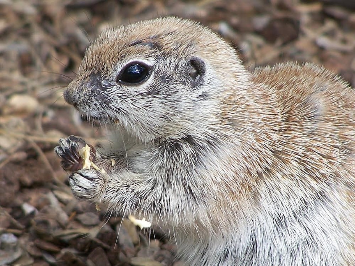 "Gotcha" (Chipmunk) | ThriftyFun